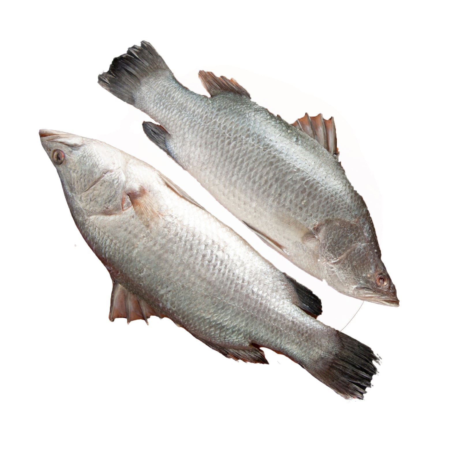 Starfresh Fresh Water Betki Bengali Curry Cut 1 kg – Starquik